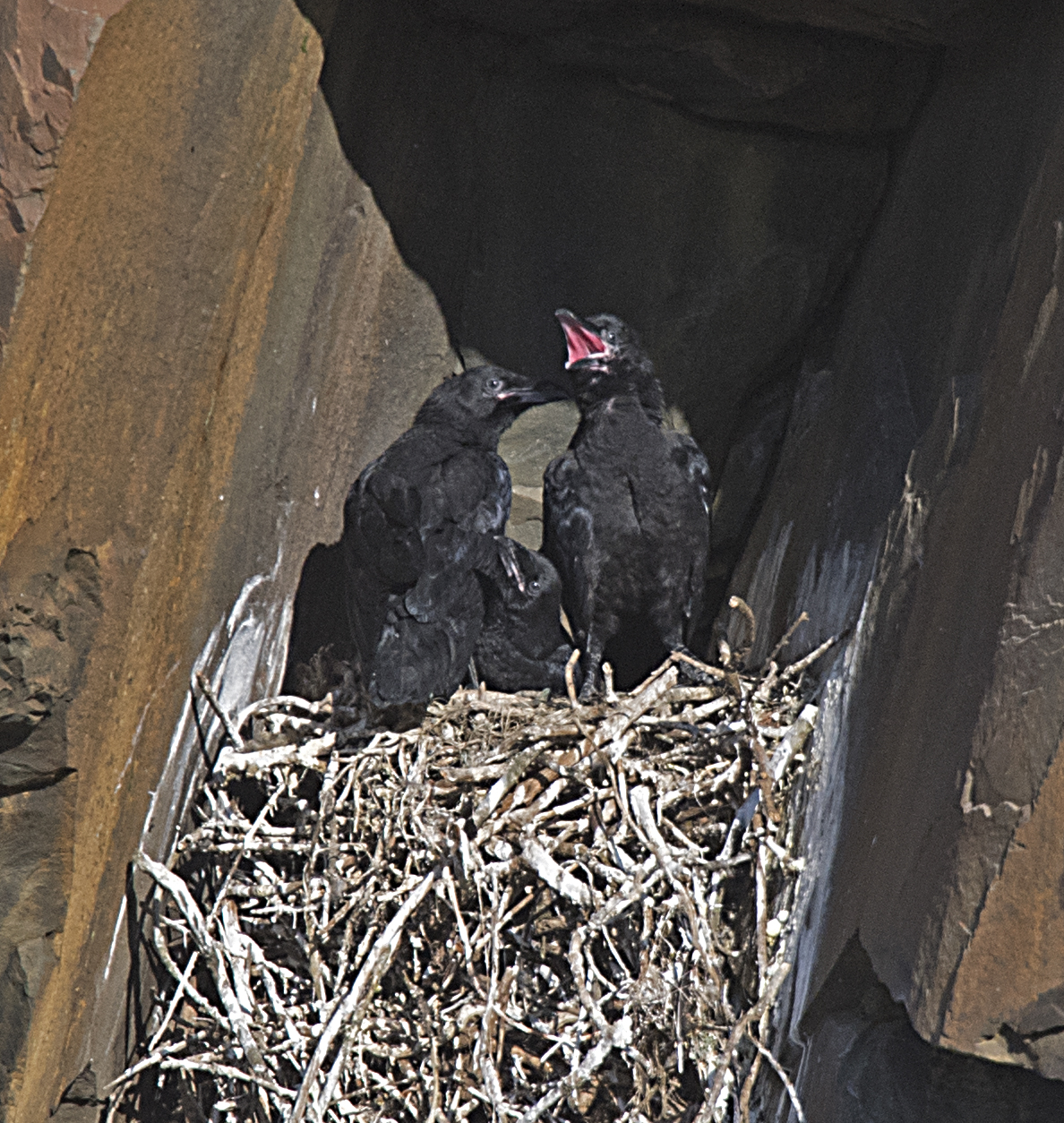 Alan James Photography : Raven Fledglings