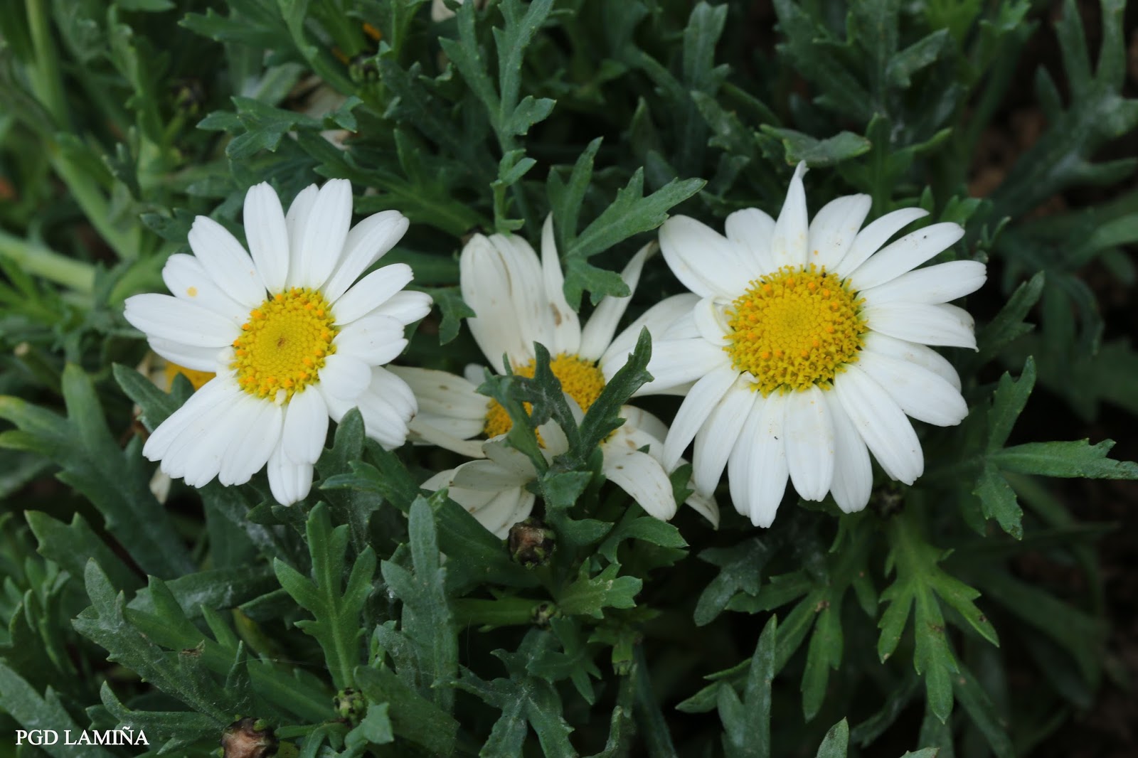 MATRICARIA MARITIMA. matricaria.