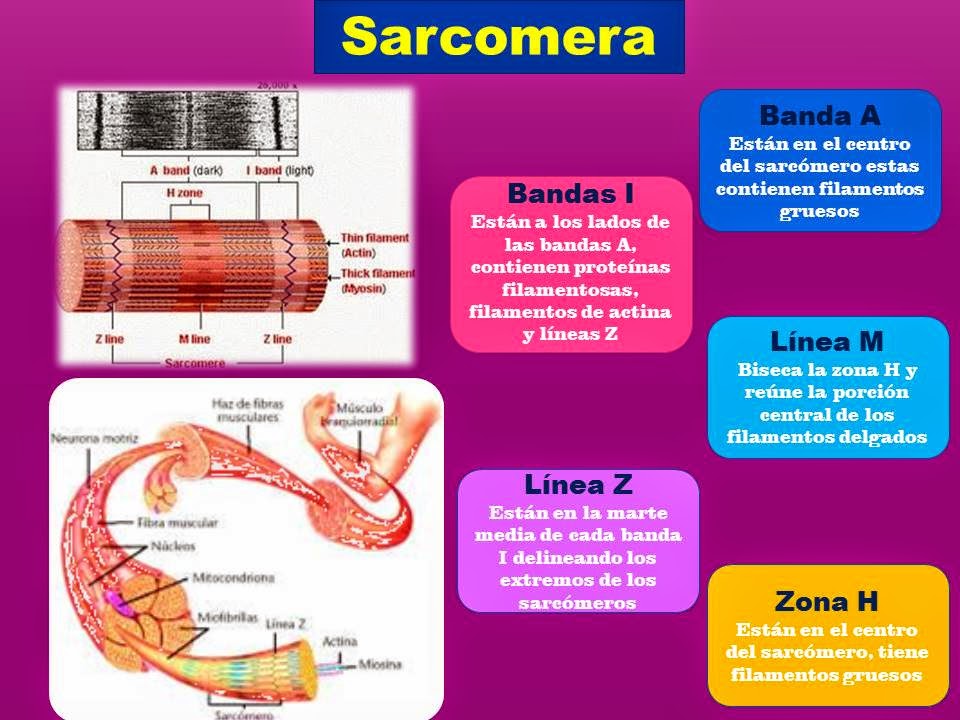 Blog de evidencias de fisiologia Medica de Bryanda Eriacema Higuera ...