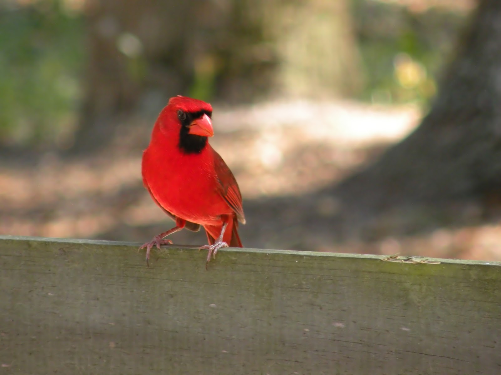 Animals and Landscapes of Florida: Northern Cardinal