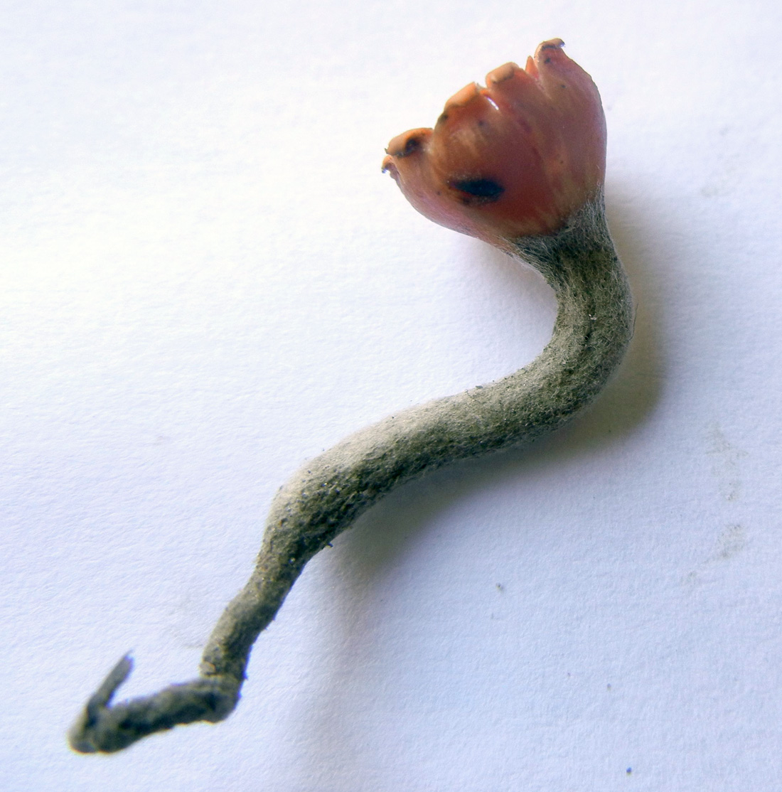 Weird and Wonderful Wild Mushrooms: A Silver Lining to a Dog Owner’s ...