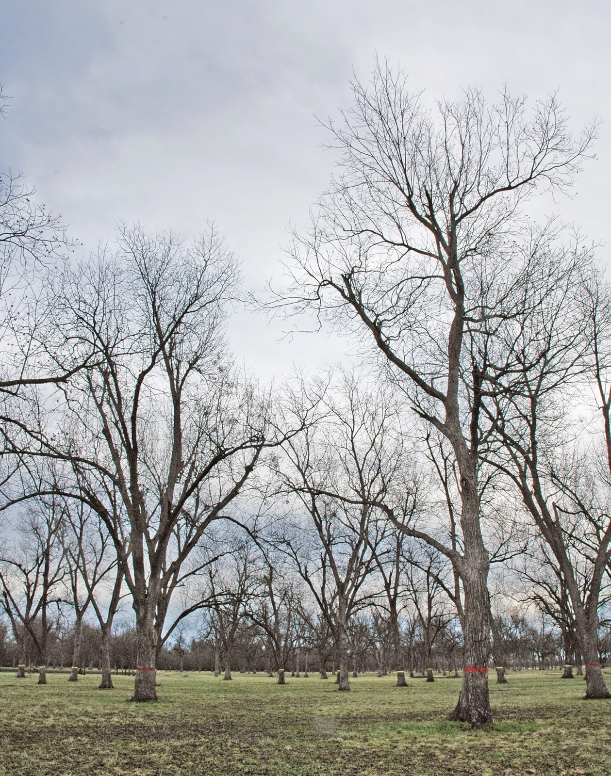 Northern Pecans: Native pecan yields for 2014