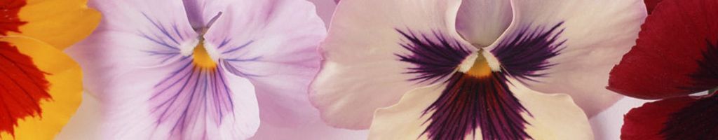 FREE WEB HEADERS: BEAUTIFUL FLOWERS . WEB HEADER COLLECTION 1