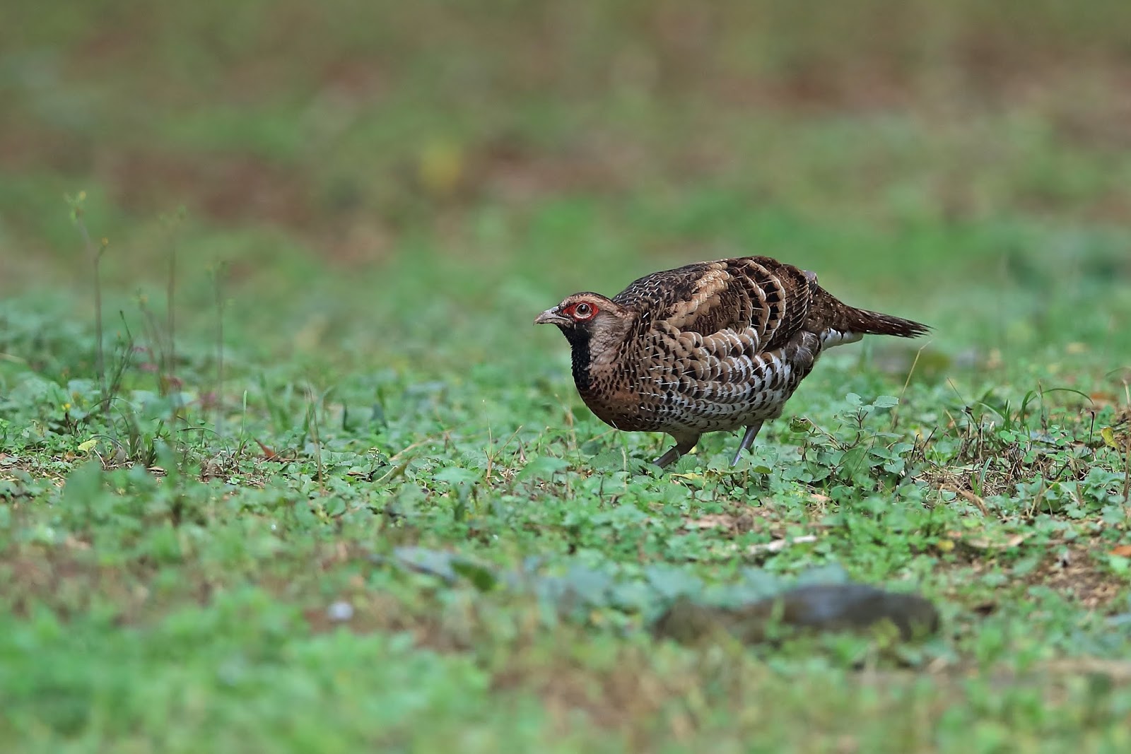 Not just birds: 1月 2019