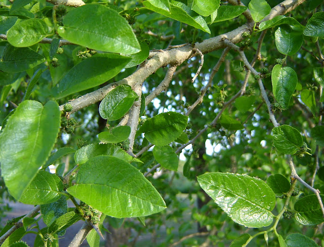 Argentina nativa: Mora amarilla (Maclura tinctoria)*