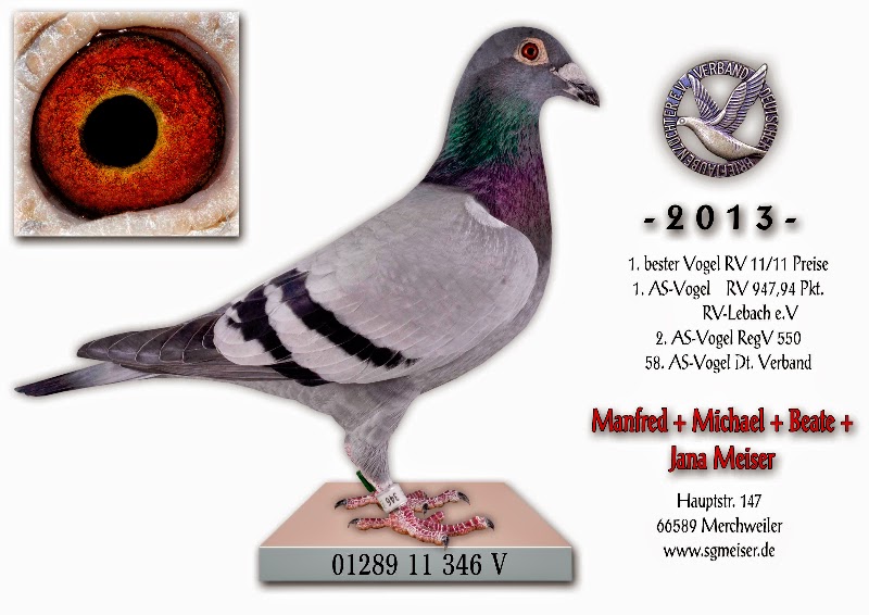 GERMANY RACING PIGEONS: GERMANY presents:MEISER