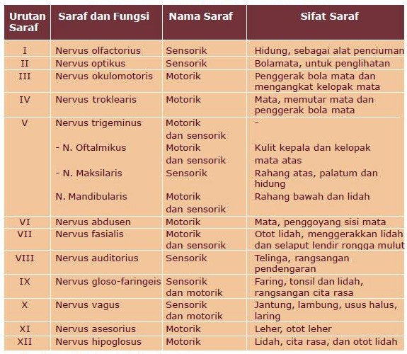 Blog Mahasiswa Sistem Saraf Tepi Part 4 Saraf Somatik Dan Saraf Autonom