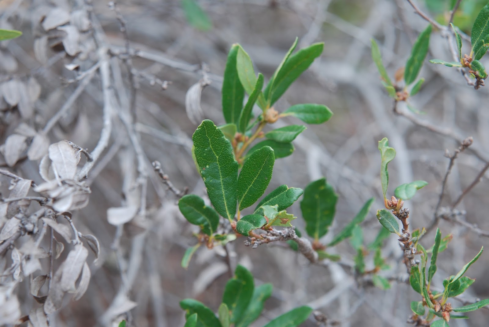 A California Native Plant Garden in San Diego County: Chaparral and ...