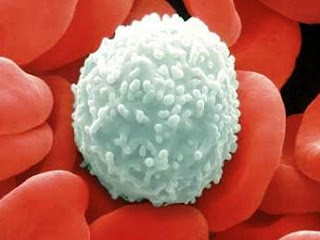 pemeriksaan leukosit manual ~ Analis Kesehatan