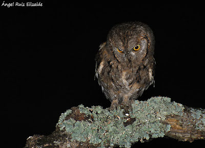 Aves de la Ría de Ajo: Autillo europeo (Otus scops) en Ajo...