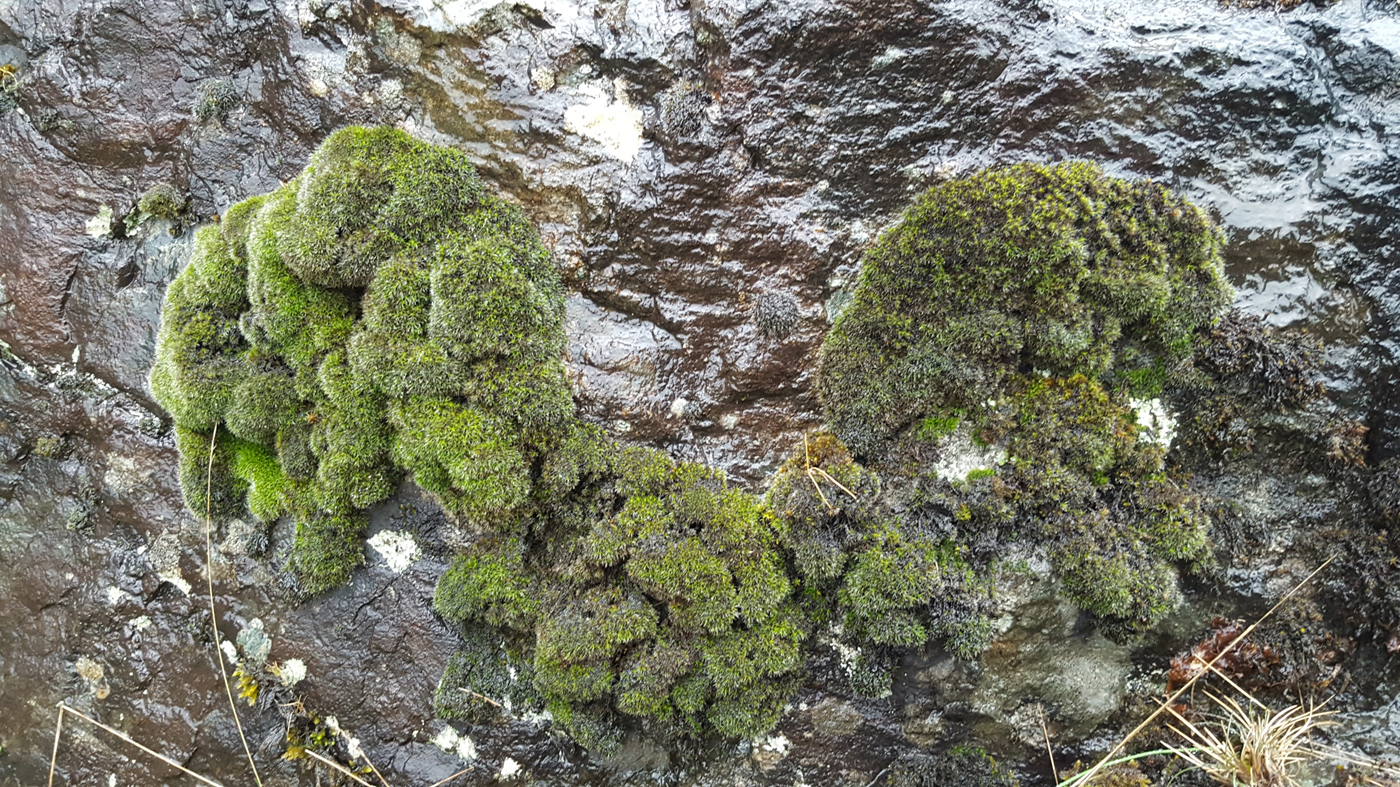 South Wales Bryophytes: Stanner shines in rainy Radnorshire
