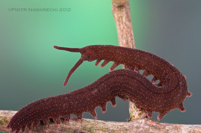 Variety of Life: Onychophora