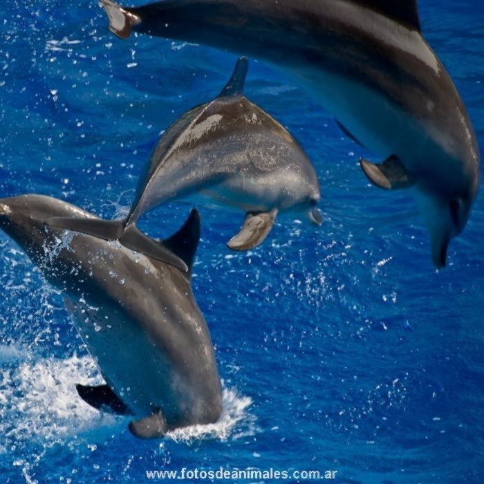 Delfines