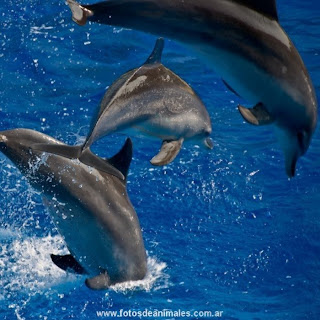 Delfines: Datos curiosos