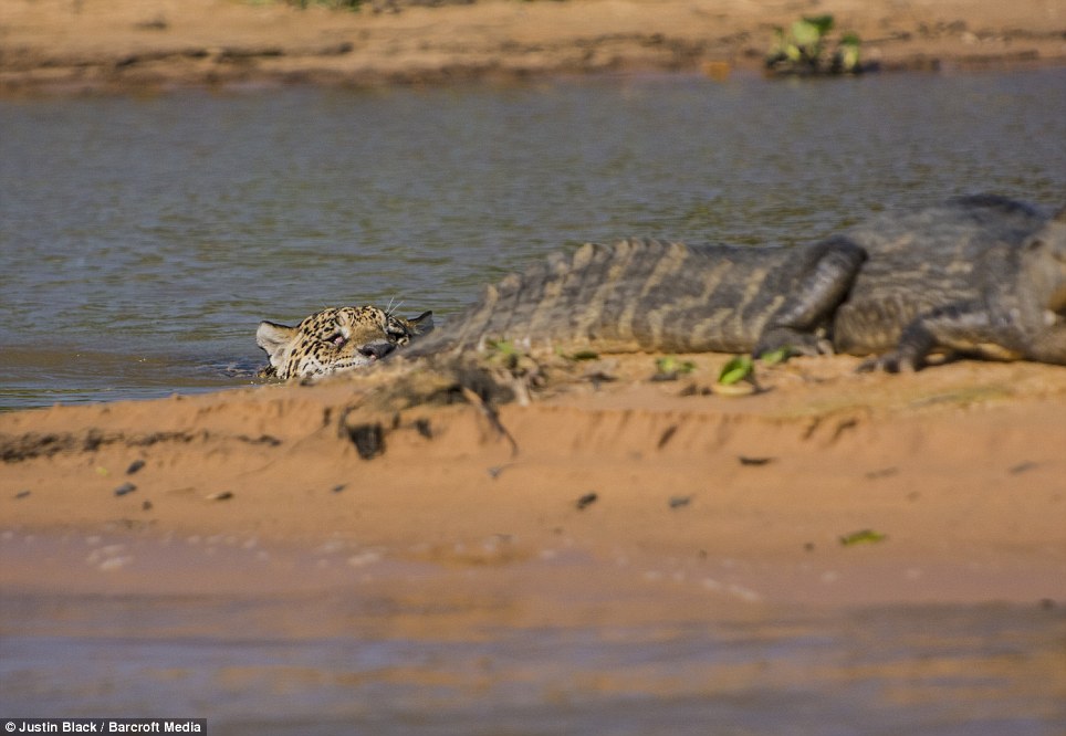 Jaguar hunts caiman (10 pics) | Amazing Creatures