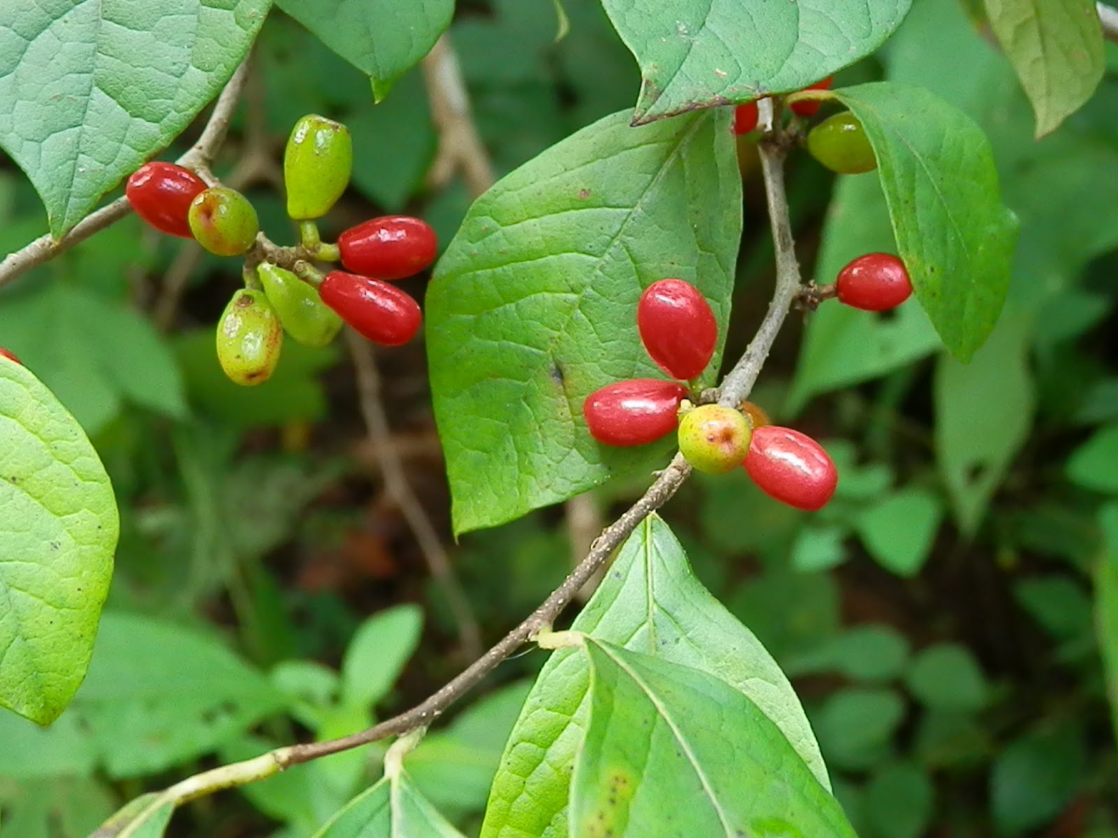 Beer, Banjos, Boats, and Biology: Spicebush