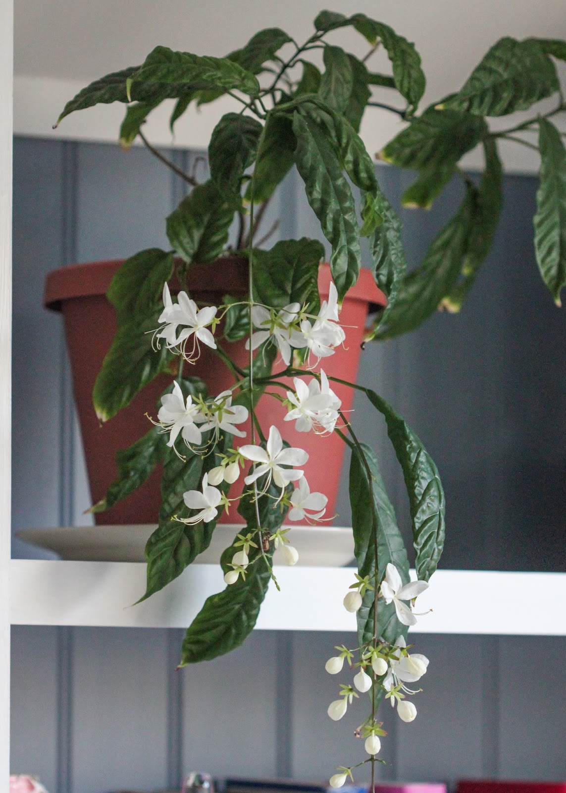 Red House Garden: Winter-blooming Chains of Glory a.k.a. the Lightbulb ...