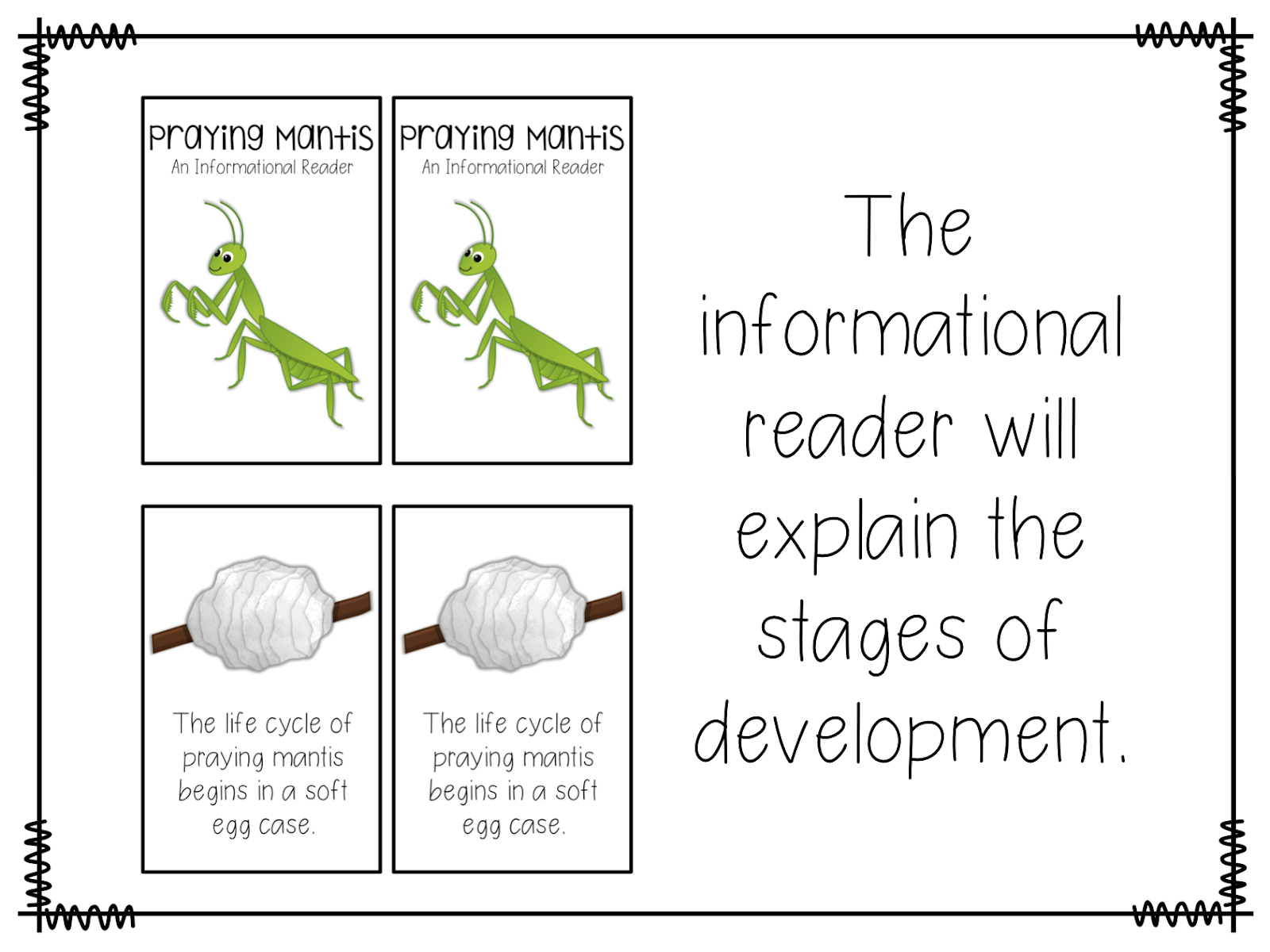 Praying Mantis Life Cycle Worksheet
