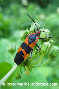 Restoring The Landscape With Native Plants: Native Plant of the Week ...