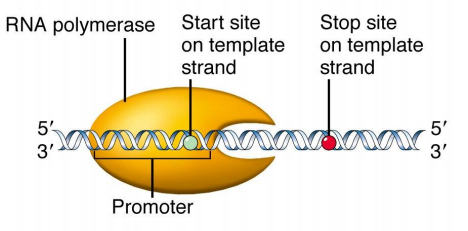 About Molecular Biology : Transkripsiyon: Başlama