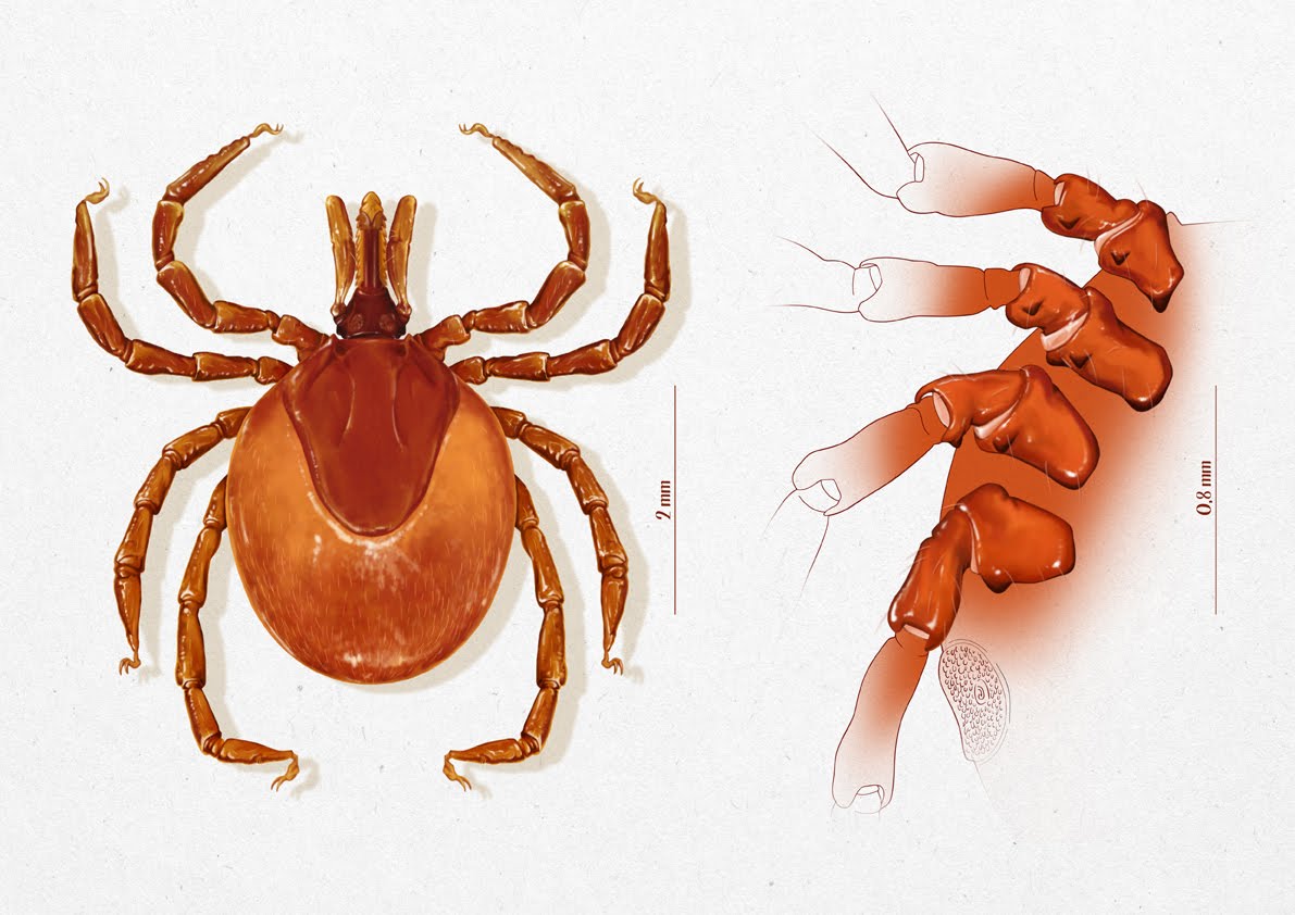 Garrapata hembra de Ixodes aulacodi - Jacob Gragera Artal
