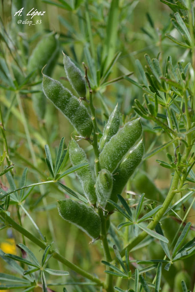 Flora de la Península Ibérica: Lupinus angustifolius L. (Fam. Fabaceae ...