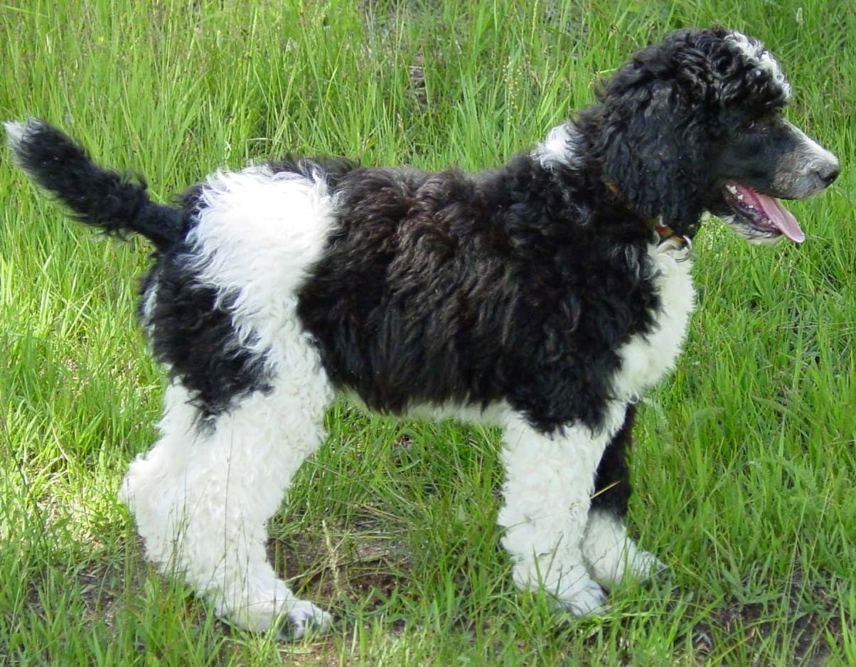 Poodle Dog ~ Explore Amazing World