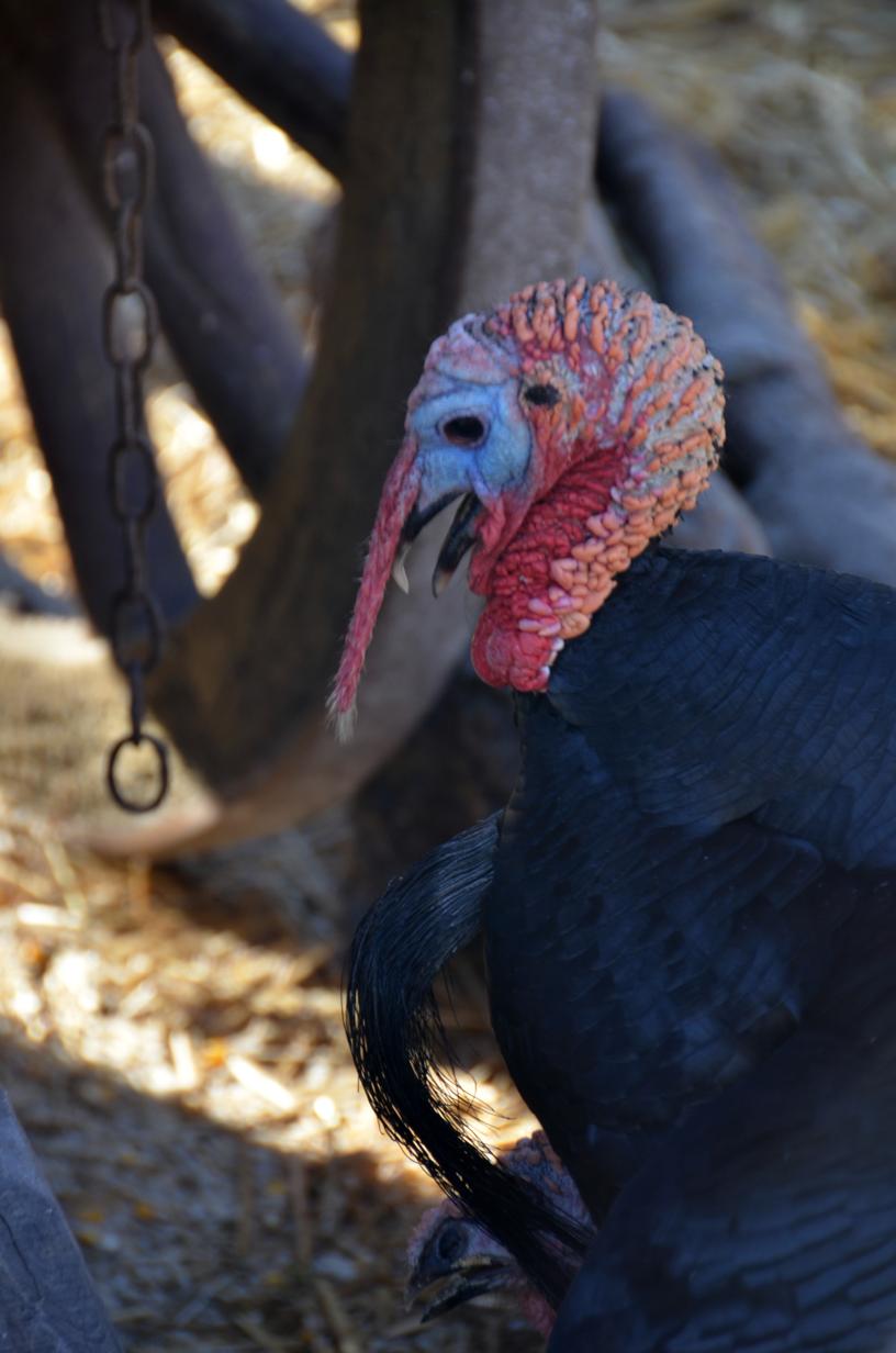 desde mi cadiera: pavo negro de gers