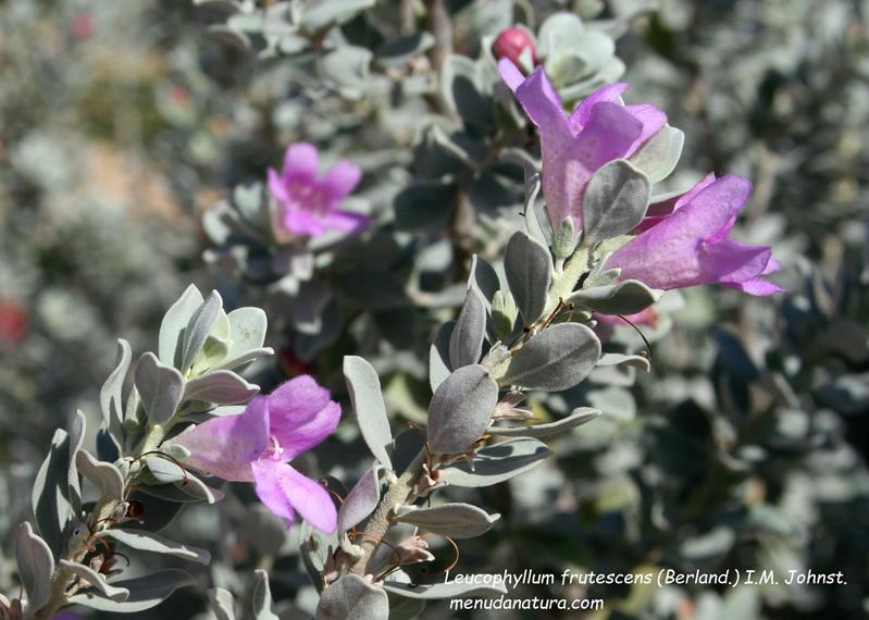 El Jardí de Menuda Natura: Leucofillum