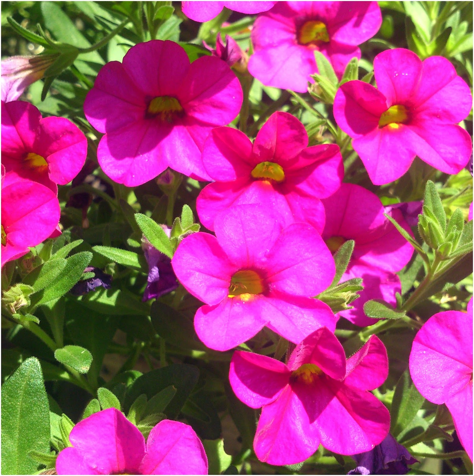 Vademecum Interesting Plants: Calibrachoa hybrid., Calibrachoa