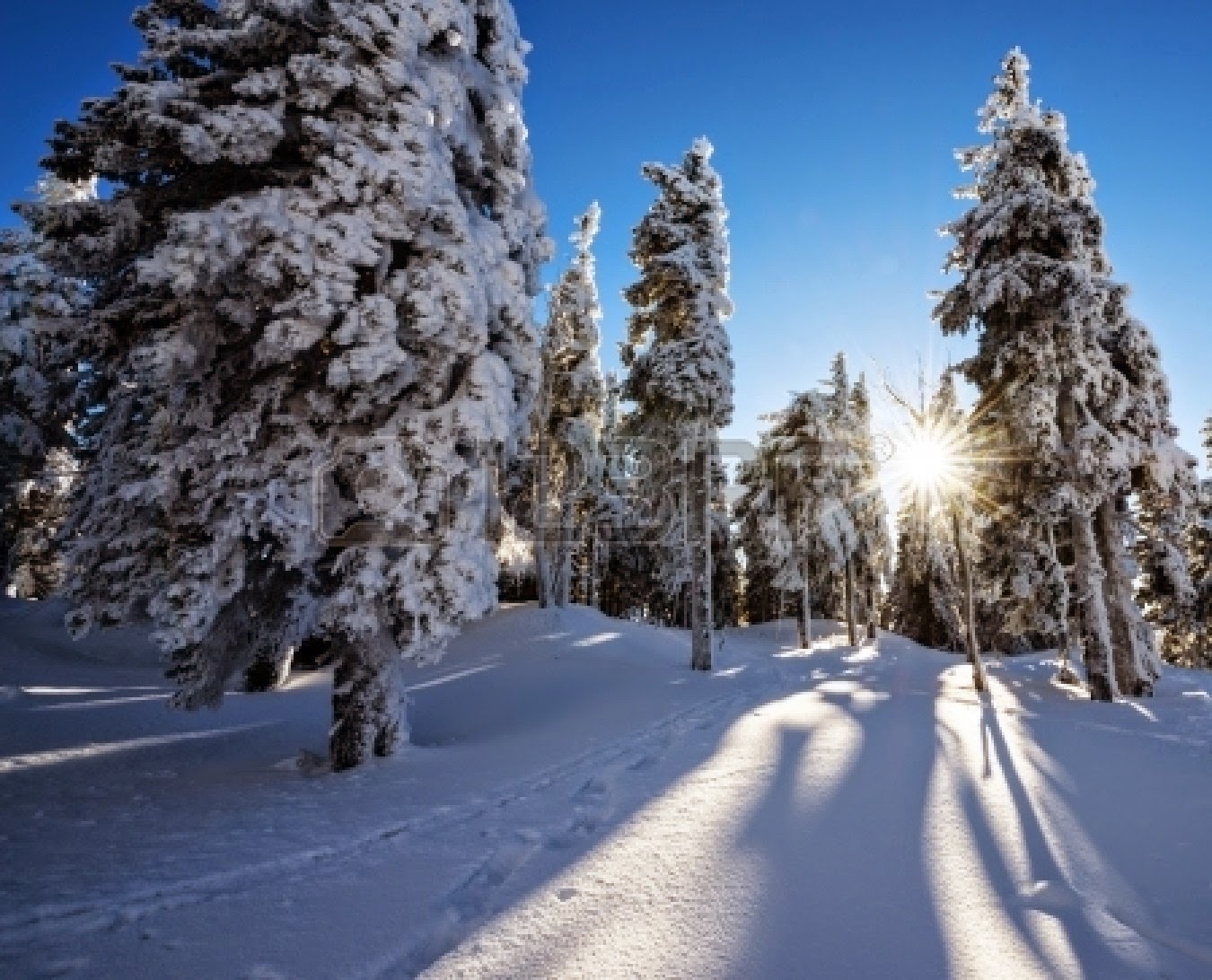 Lenin Cardozo - Entrevistas / Artículos / Videos: Flora y fauna del ...