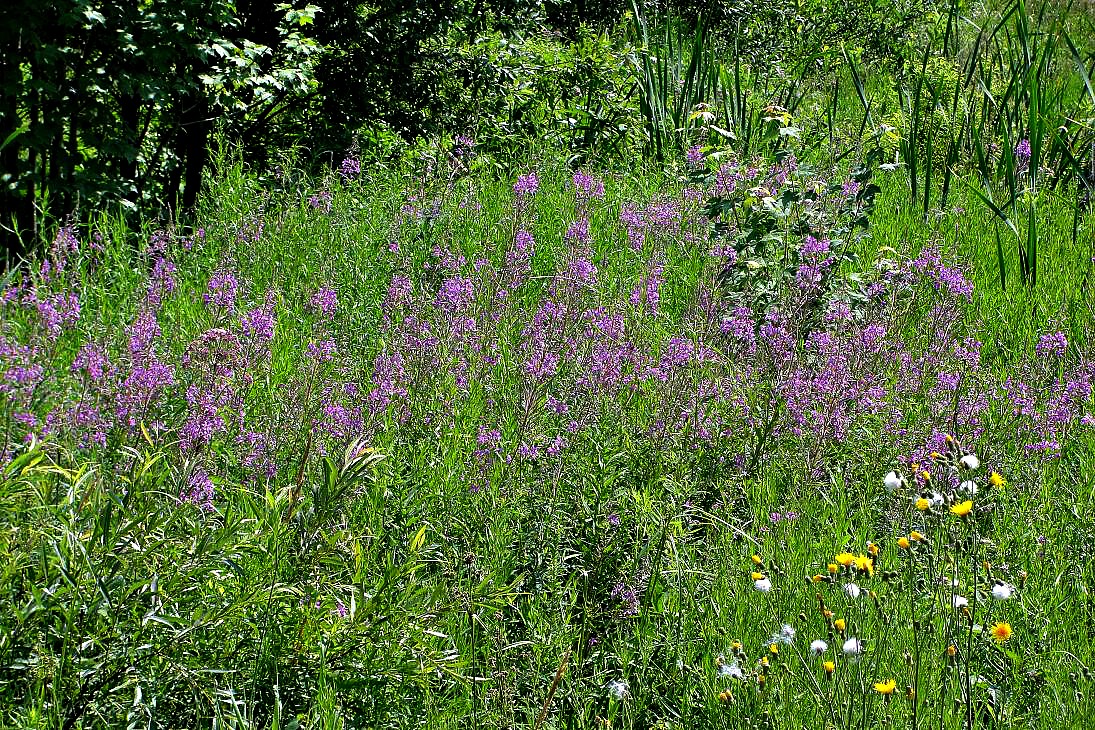 The Cranky Crow: The Ditches of Marathon County.....