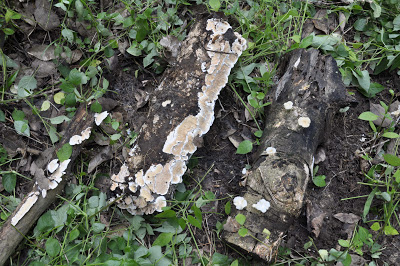 World Agriculture Info: White fungus root disease in rubber