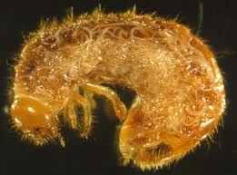 The Invertebrate: Nematode - The Round Worm