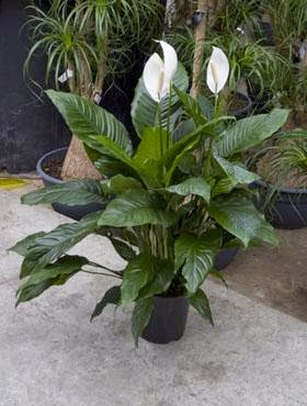 Despre tot din viata: Crinul pacii- Spathiphyllum
