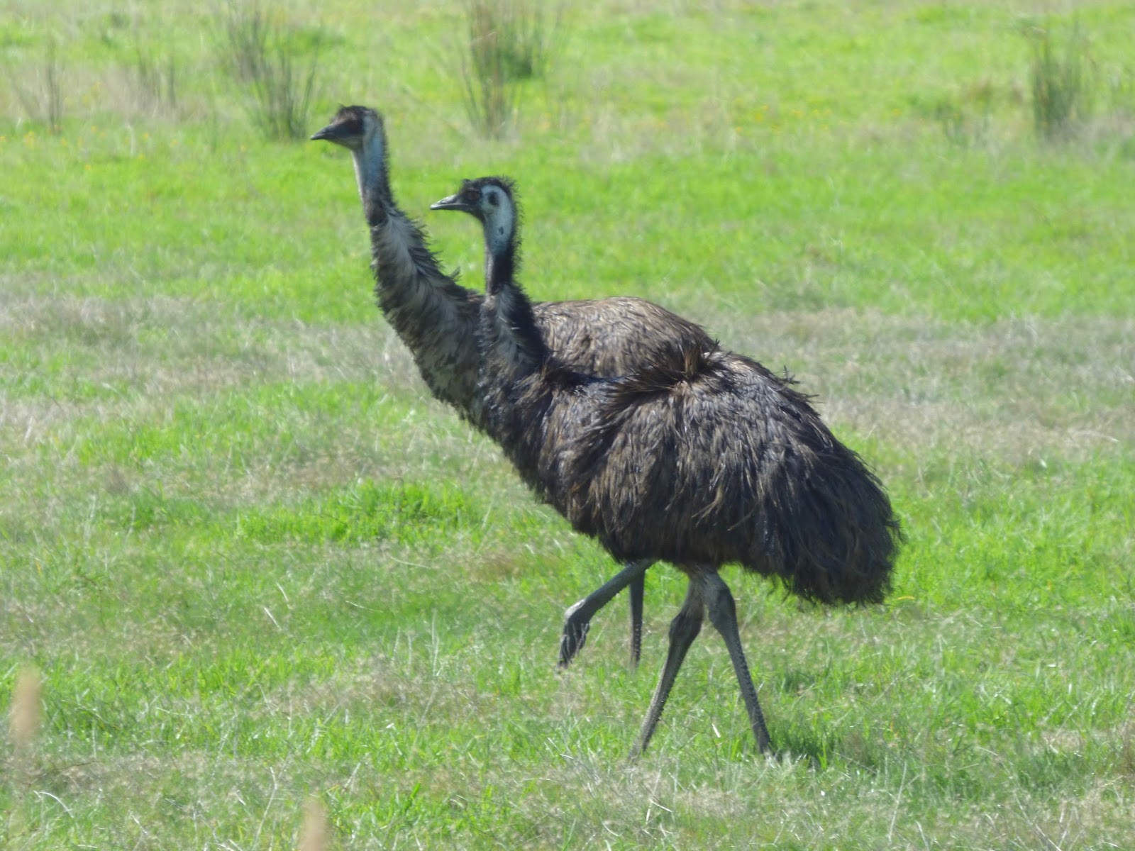 Galley Wench Tales: Oz: Perfect Antidote to the Nullarbor - Cape Grand ...