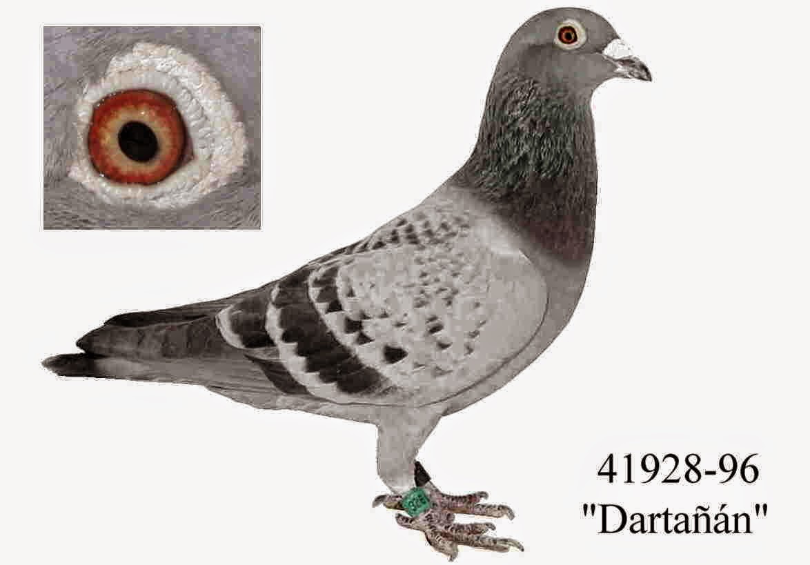 nieripigeonslines: Maurice Delbar....the Pioneer of a lot of fancier