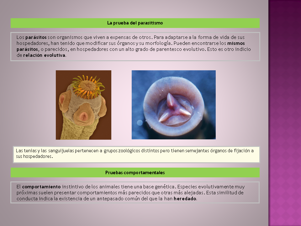 biología y geología 1ºbto: Tema 10 LA DIVERSIDAD DE LOS SERES VIVOS