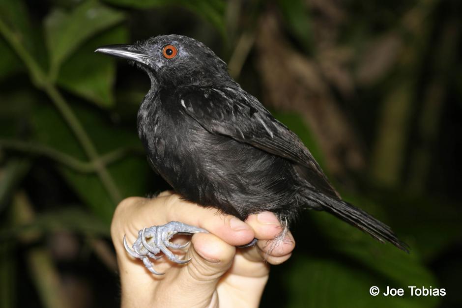 Wild life: Antbird | wild birds
