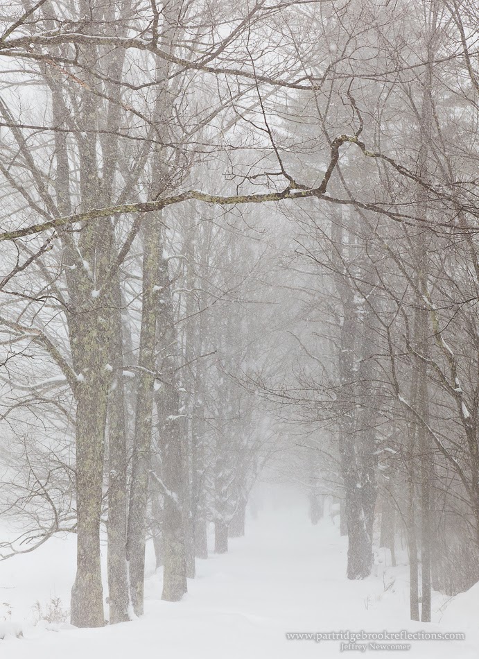 Getting it Right in the Digital Camera : Photographing Falling Snow