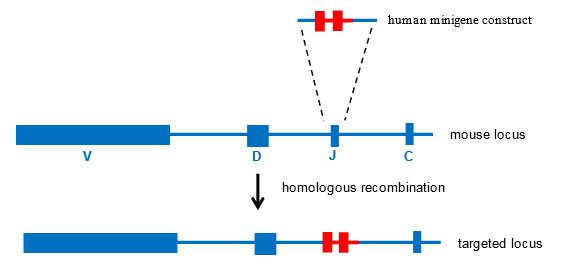 Regeneron v Kymab - Part I: Sufficiency - The IPKat