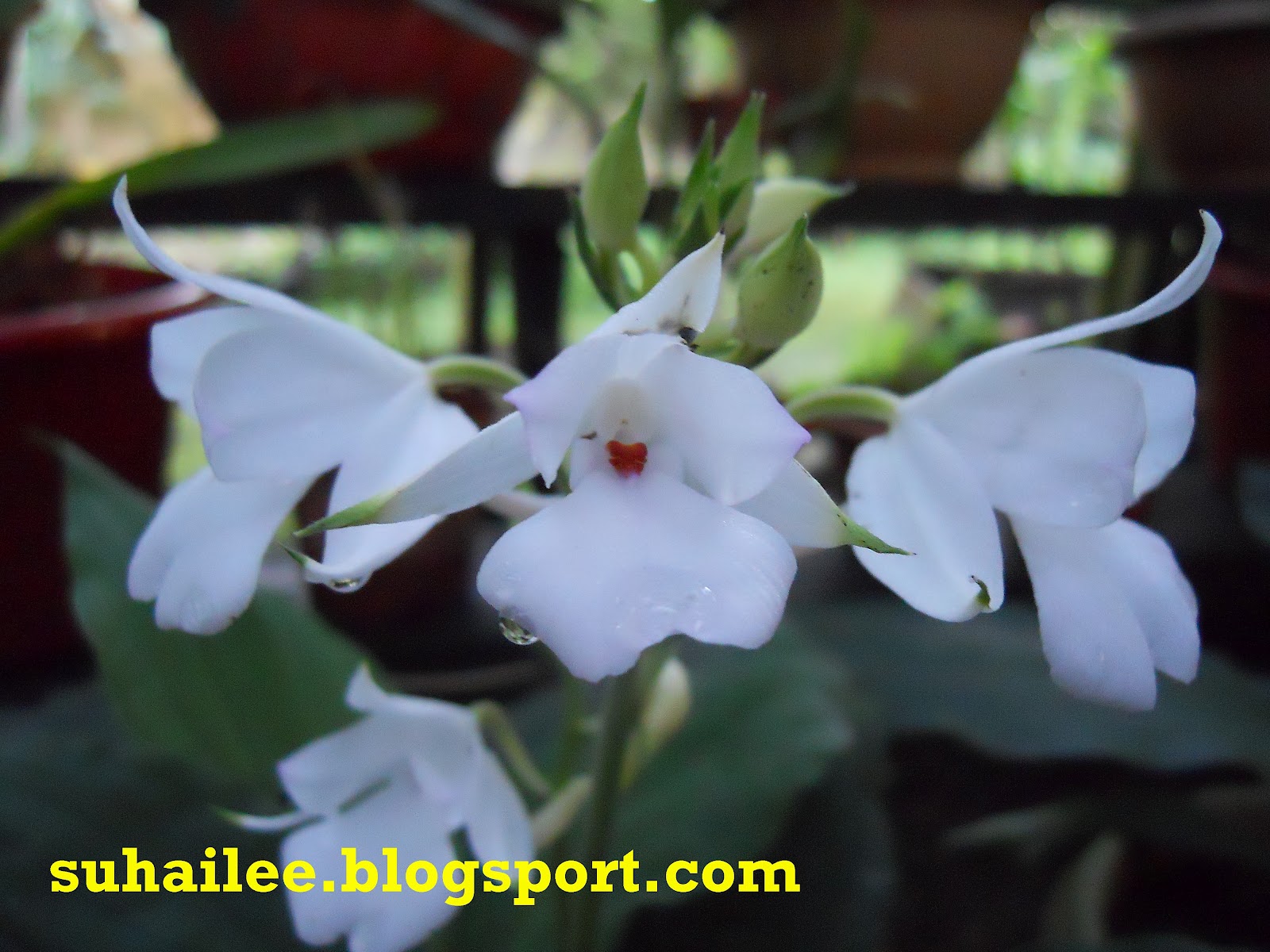 orkid liar : orkid liar / hutan dan kacukan