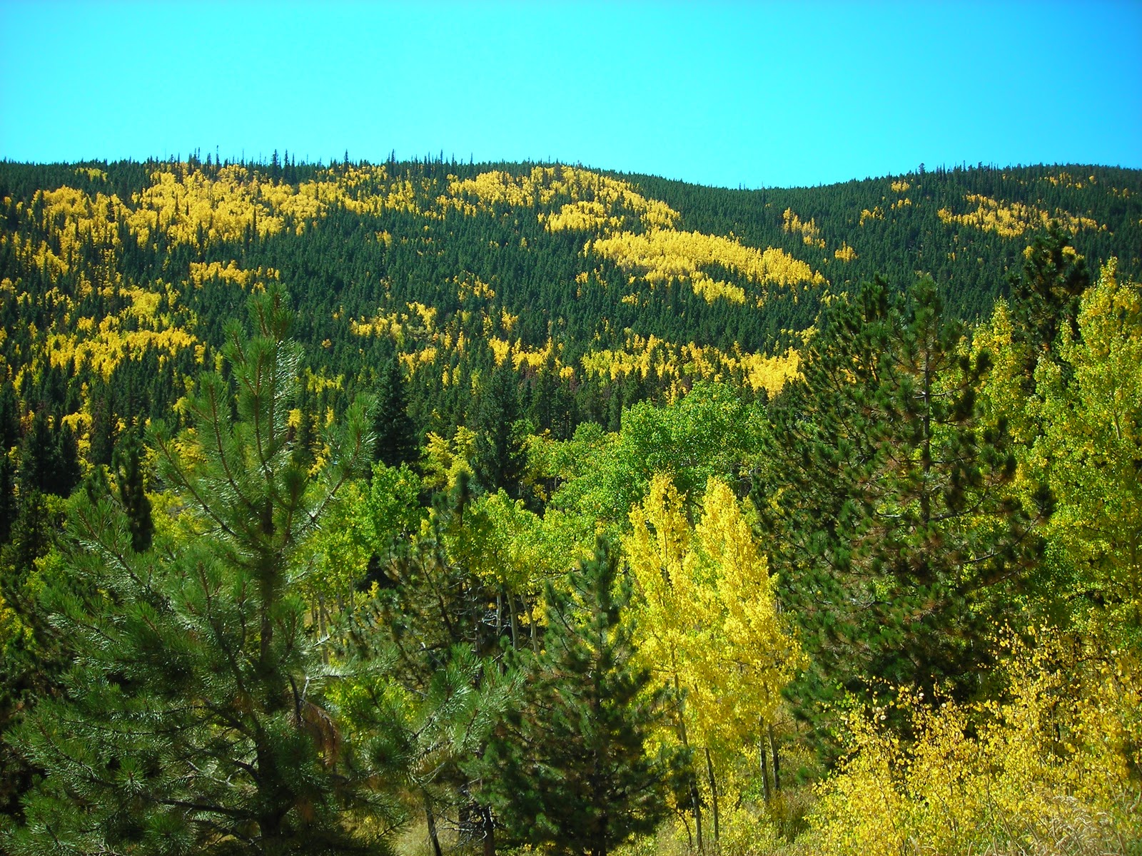 Tangled Ink Art : There's gold in them there hills