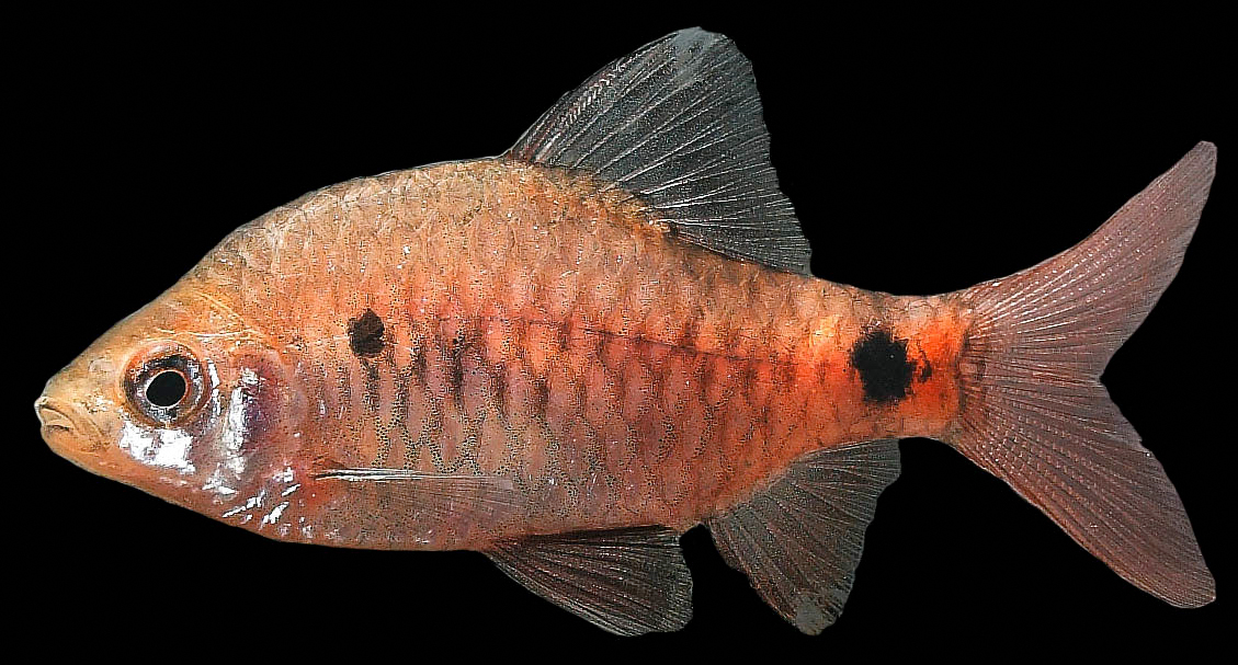Sciency Thoughts: A new species of Spotted Barb from the southern ...