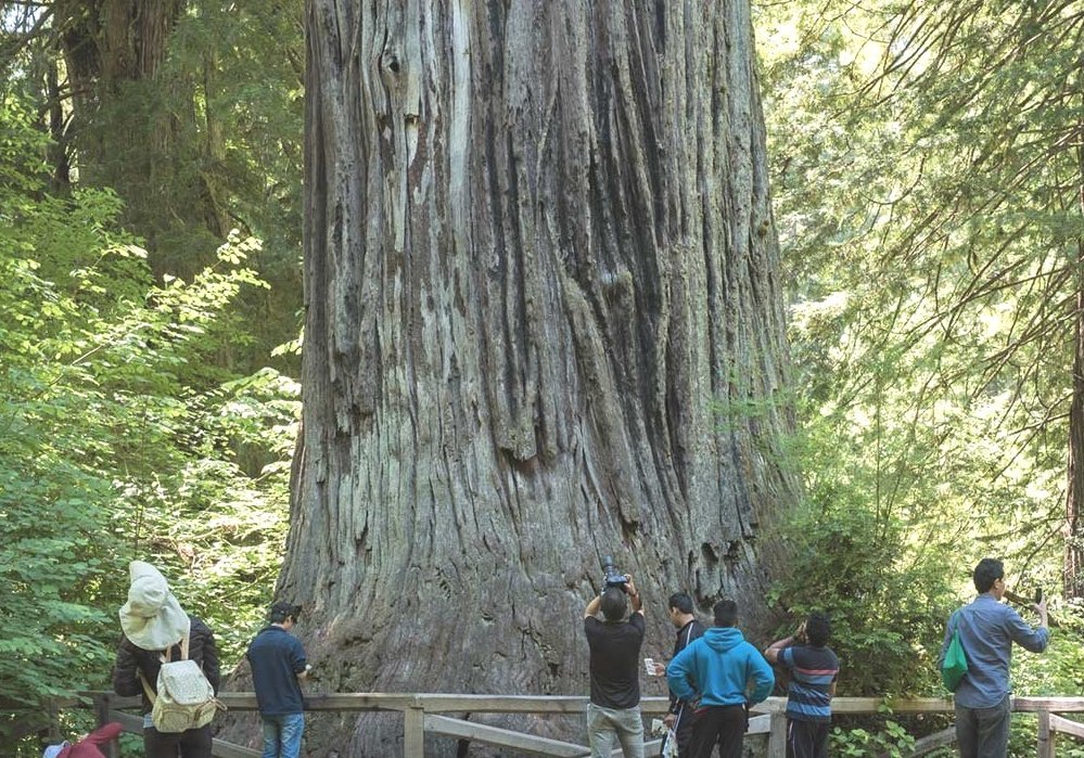 Redwood National And State Parks - Oregon Redwood Forest