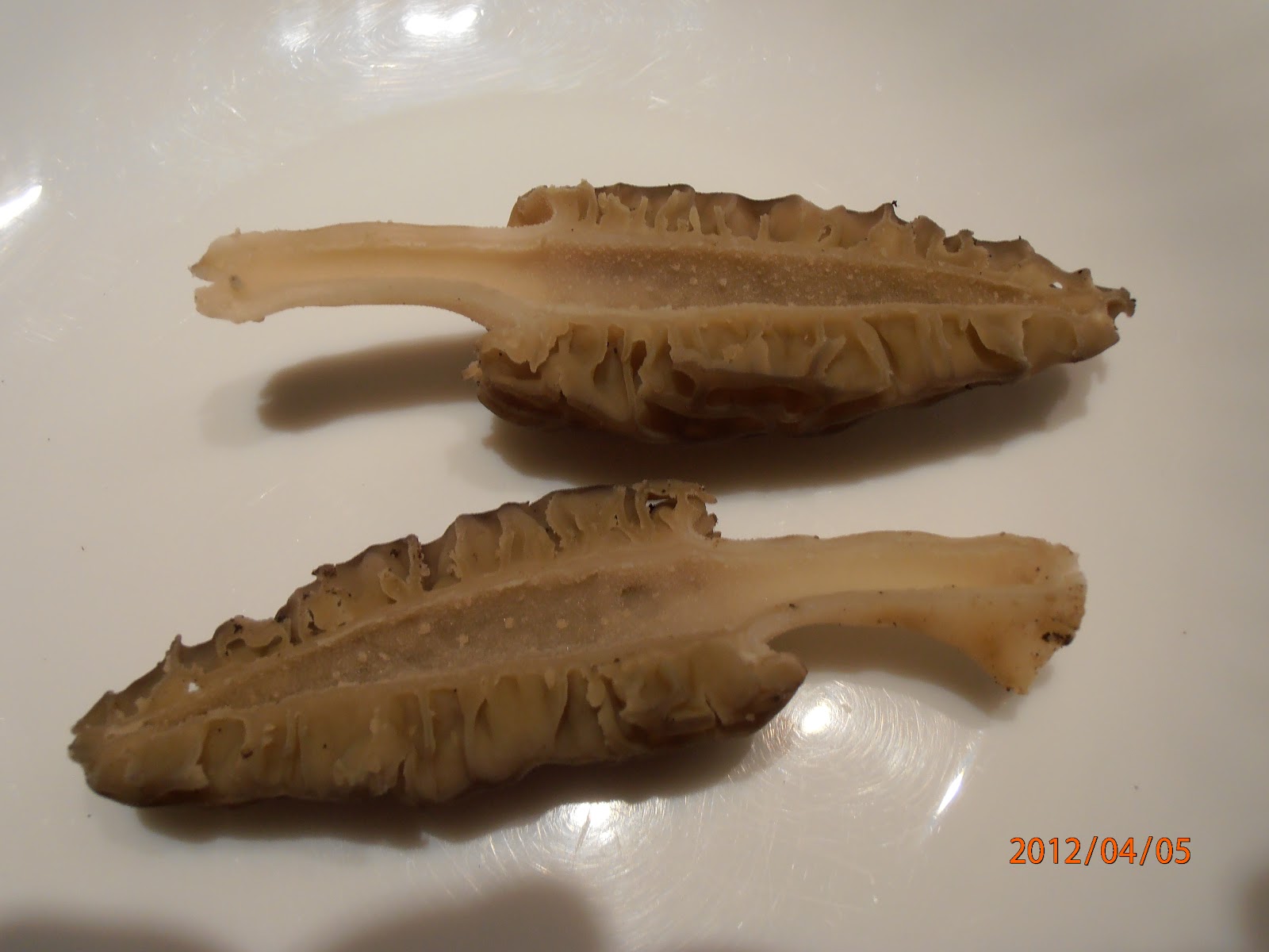 Terra Morchellarum: Interesting outings regarding fungi : bell morels ...