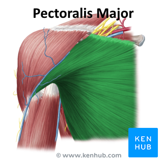 Technical Tuesday Pectoralis Major