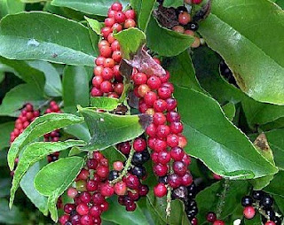 BUNI (Antidesma bunius (L.) Spreng.) - Ensiklopedia Tumbuhan