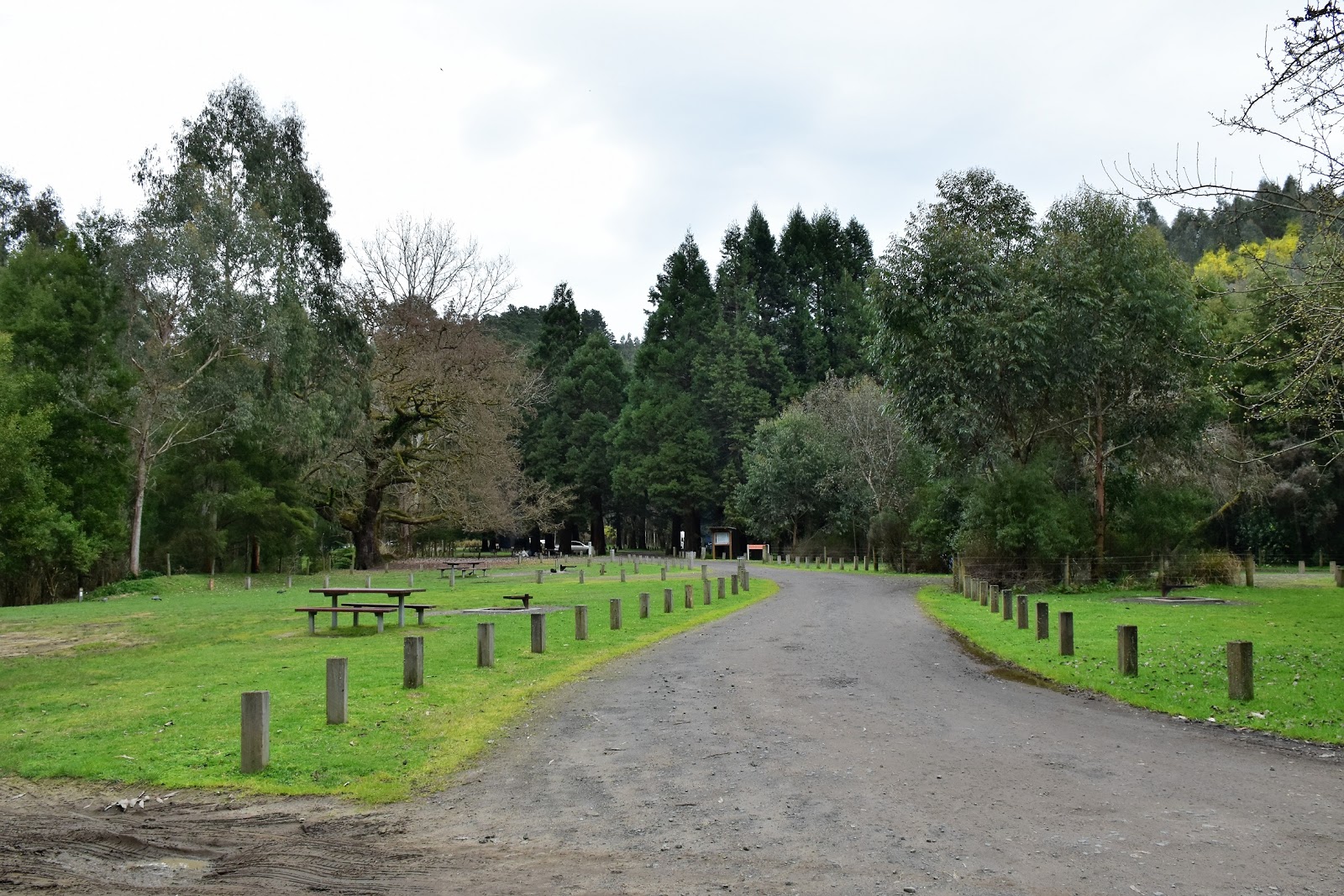 Goin' Feral One Day At A Time: Stevensons Falls, Otway Forest Park ...