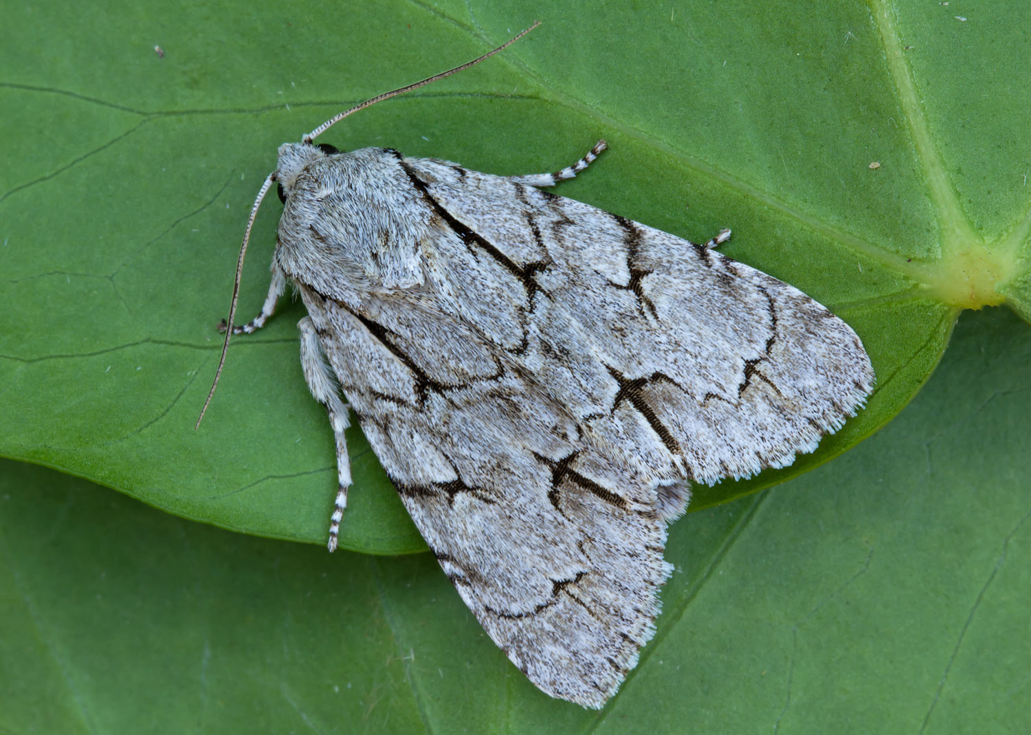 Moths of Boughton-under-Blean